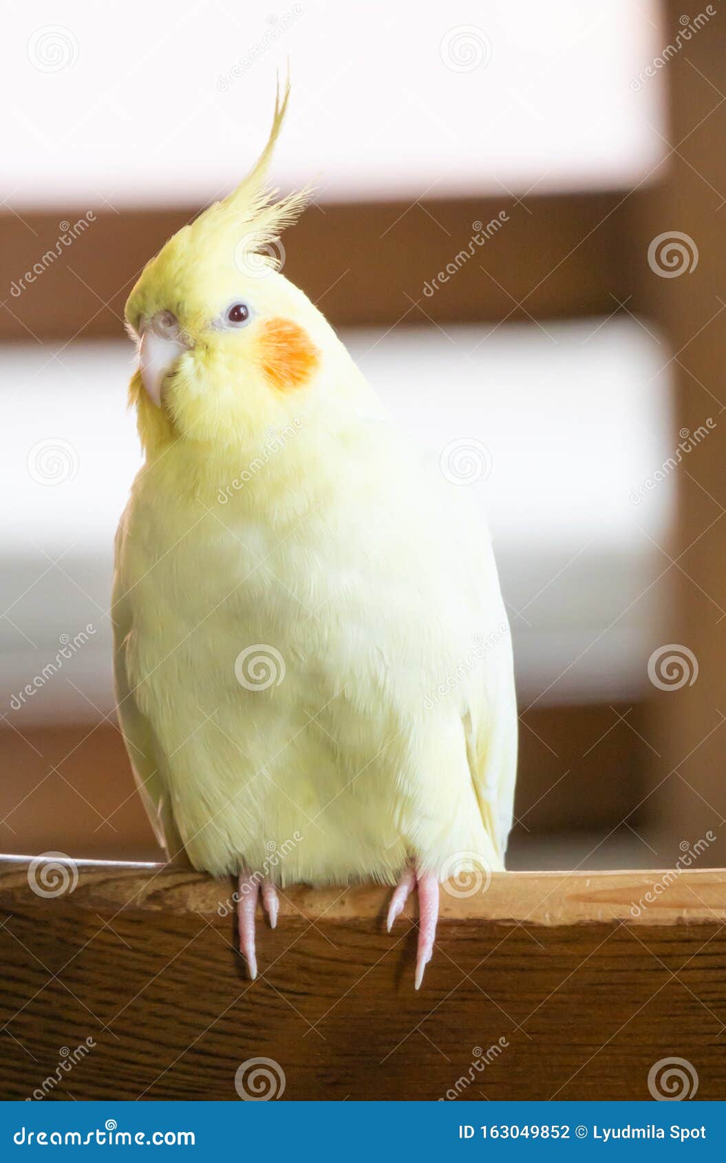 Yellow Parrot Corella Sitting on the Back of a Brown Chair Stock Photo ...