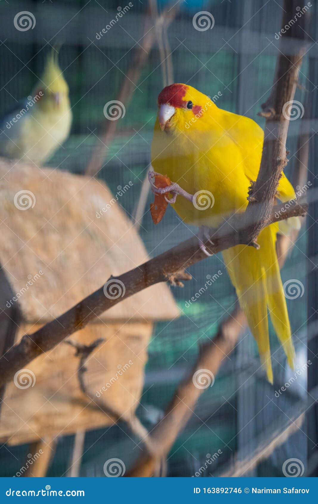 Yellow Parrot Eats Carrot Sitting on a Branch Stock Photo - Image of ...