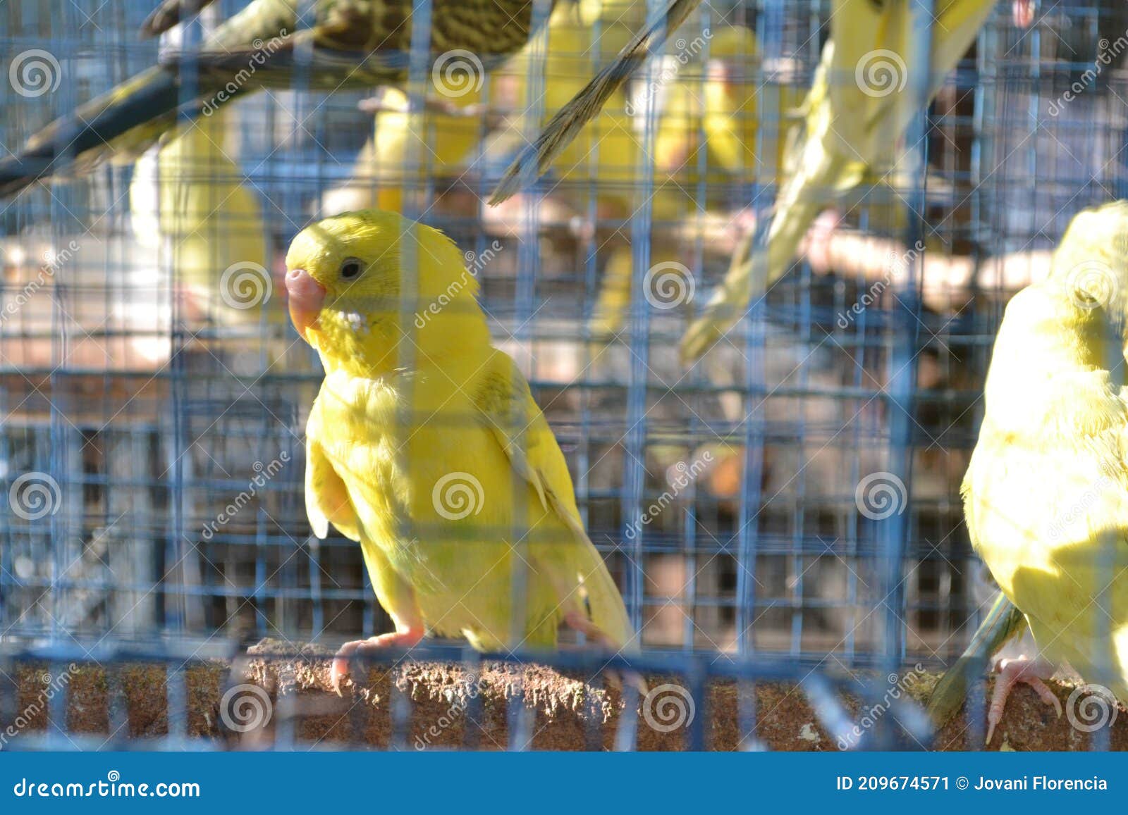 Yellow Parrot Inside the Cage with Its Friends on the Back. Closeup ...