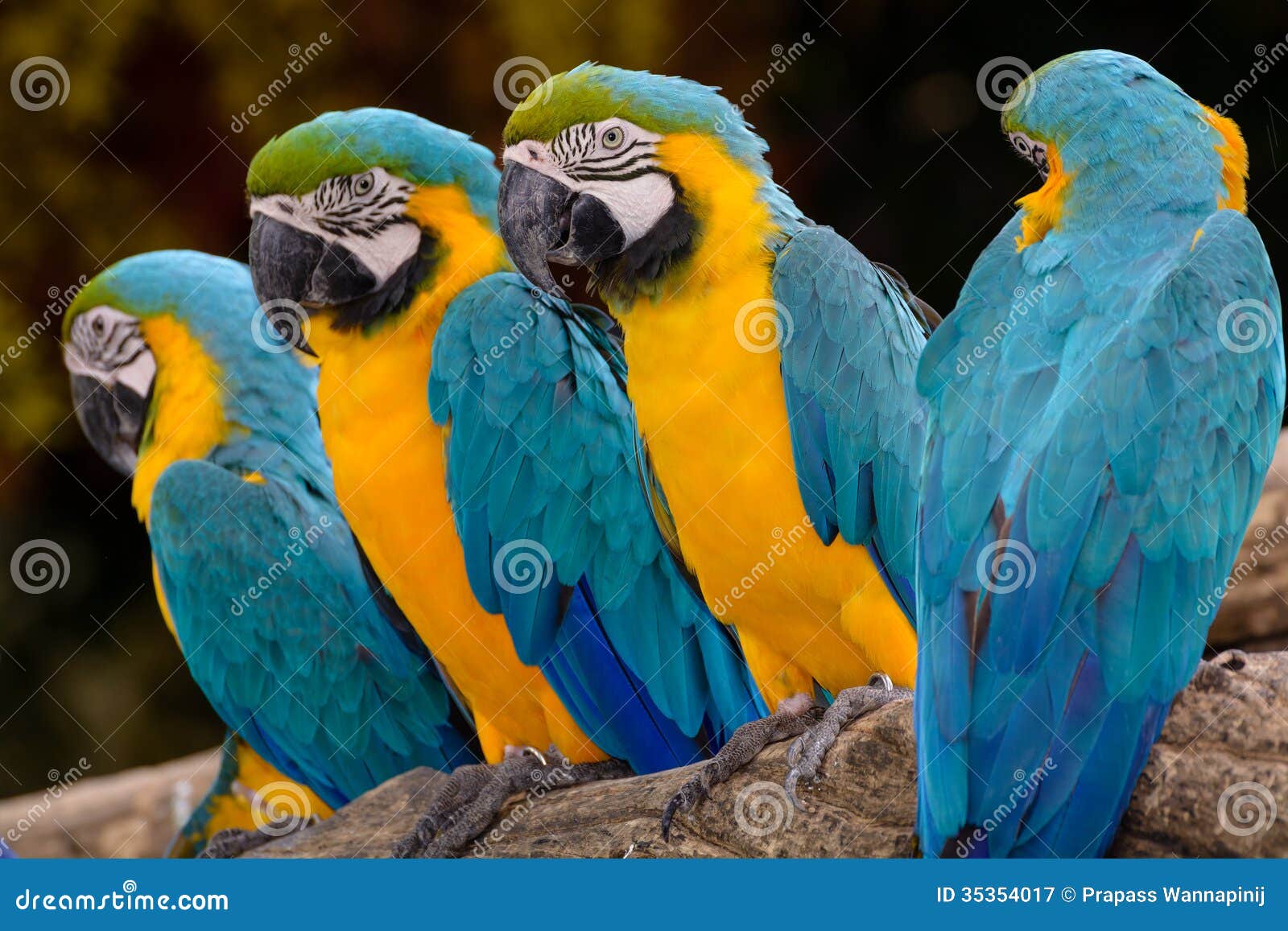 Yellow parrot macaw stock image. Image of beautiful, tropical - 35354017