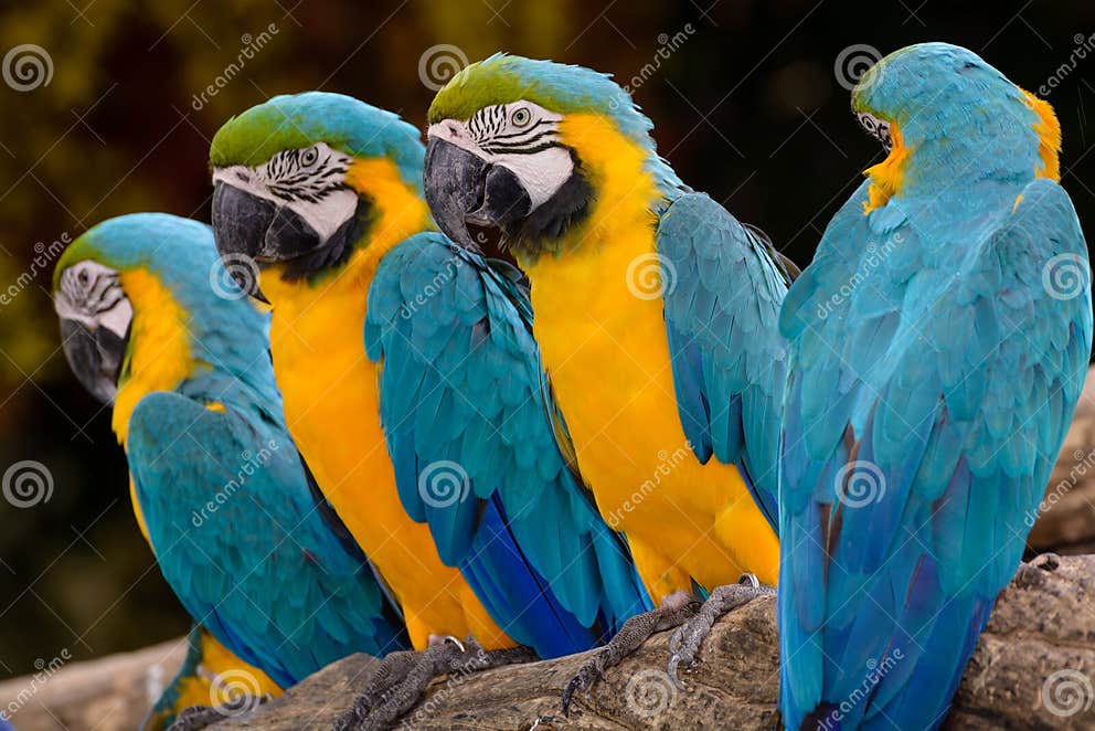 Yellow parrot macaw stock image. Image of beautiful, tropical - 35354017