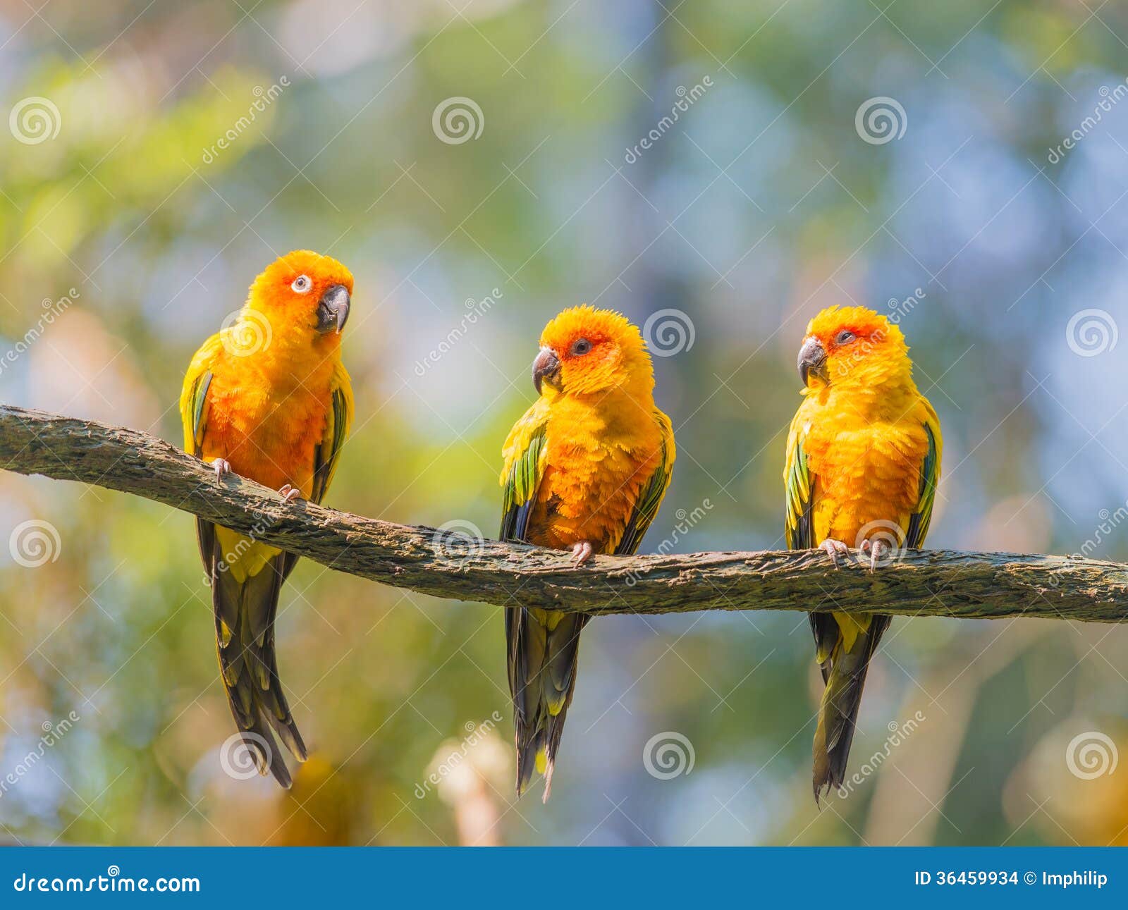Yellow parrot stock photo. Image of nature, tail, orange - 36459934