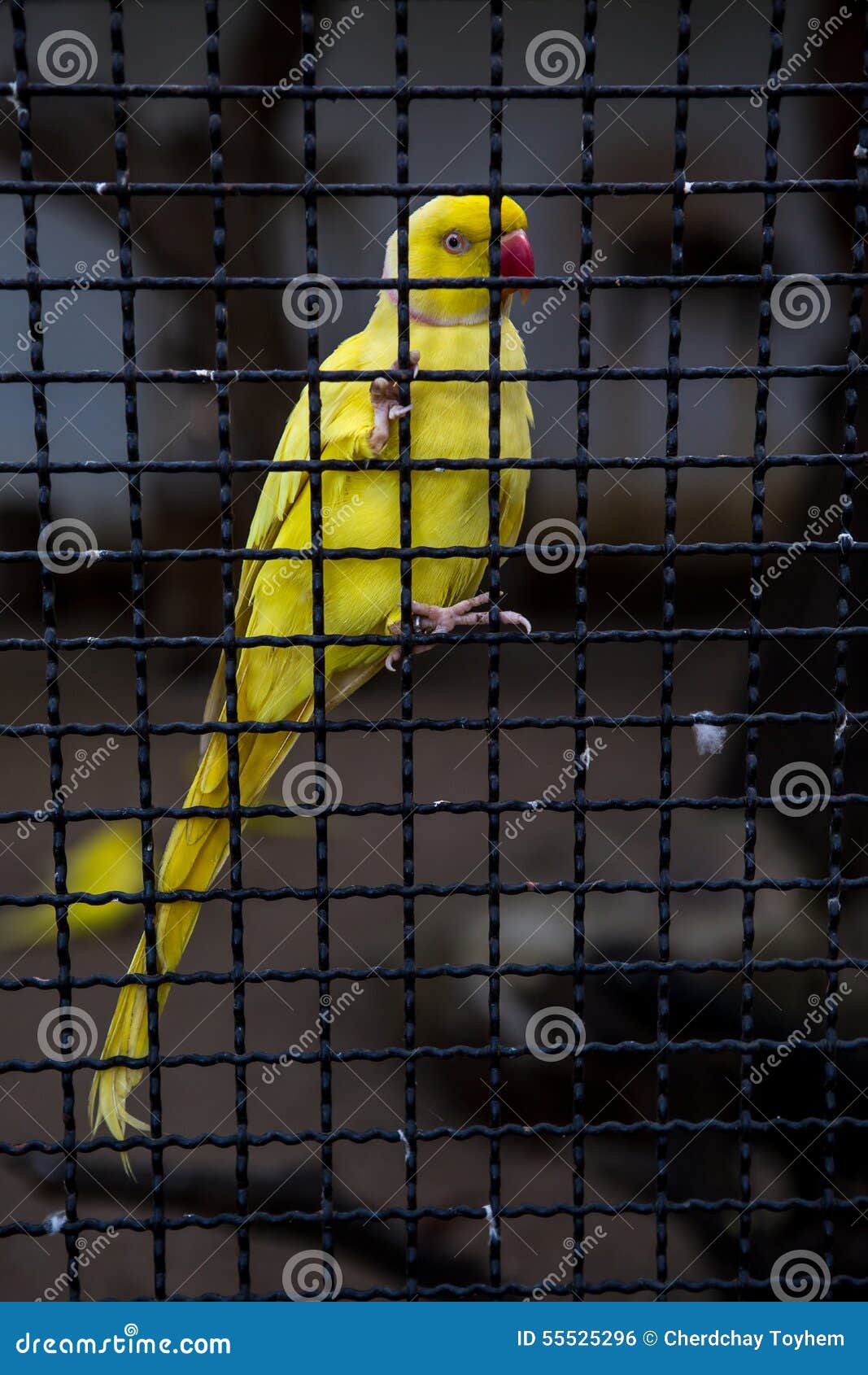Yellow Parrot Trapped in a Cage. Stock Photo - Image of beauty ...