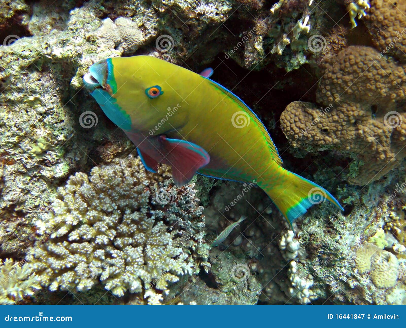 Yellow parrotfish stock image. Image of diving, colorful - 16441847