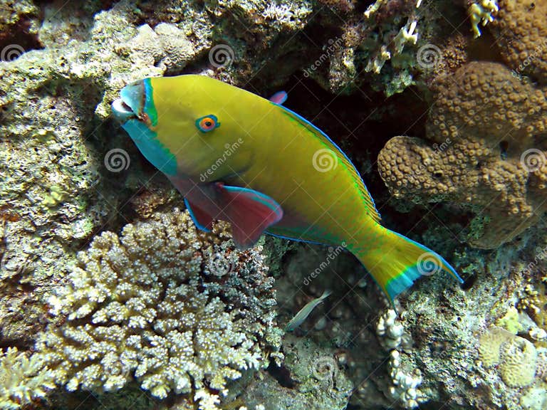 Yellow parrotfish stock image. Image of diving, colorful - 16441847