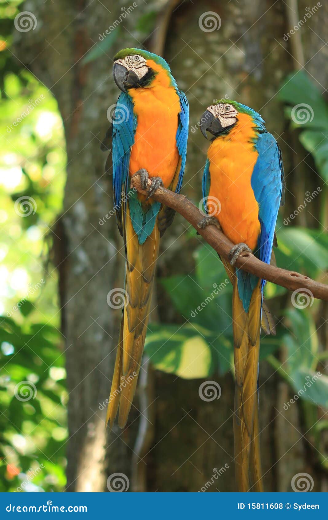 Yellow parrots stock photo. Image of tropical, outdoors - 15811608