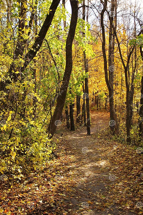 Yellow path stock image. Image of gold, orange, natural - 27751107