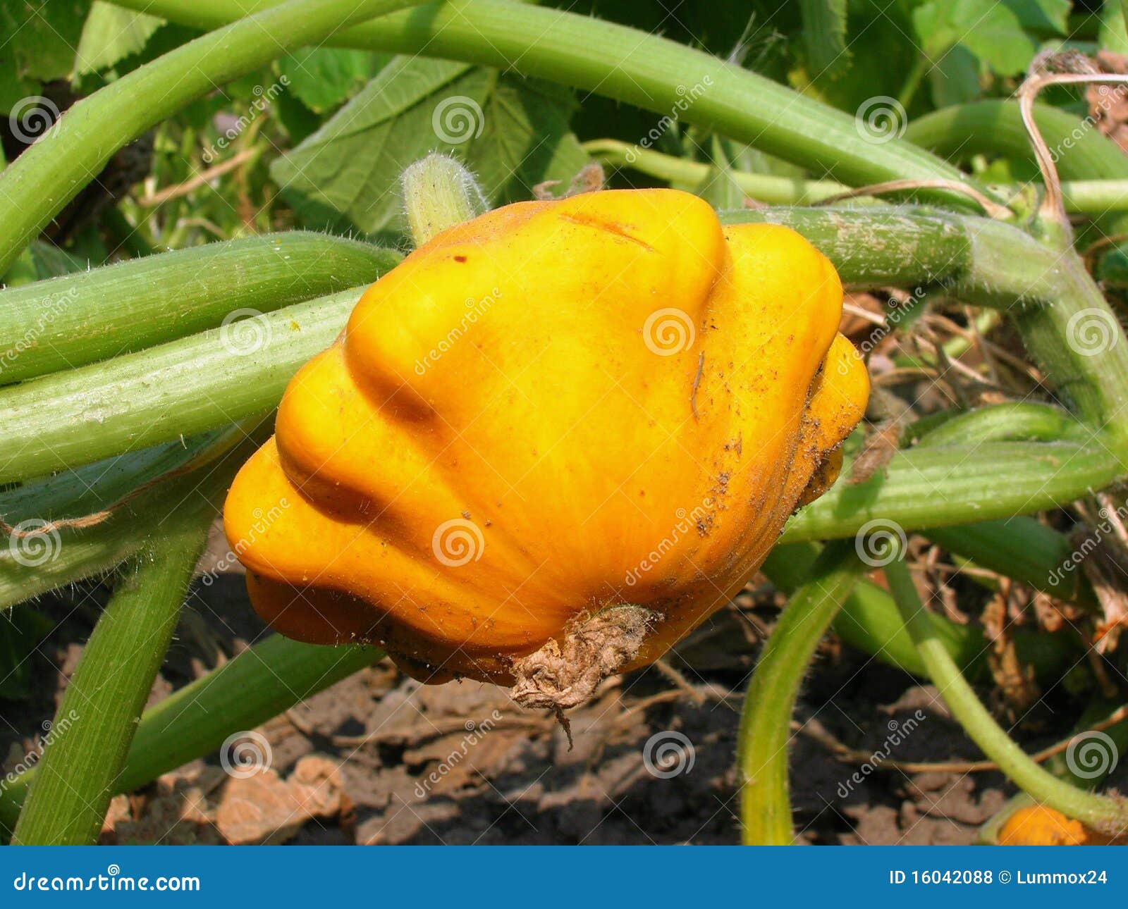 Yellow patisson stock photo. Image of photograph, shot - 16042088