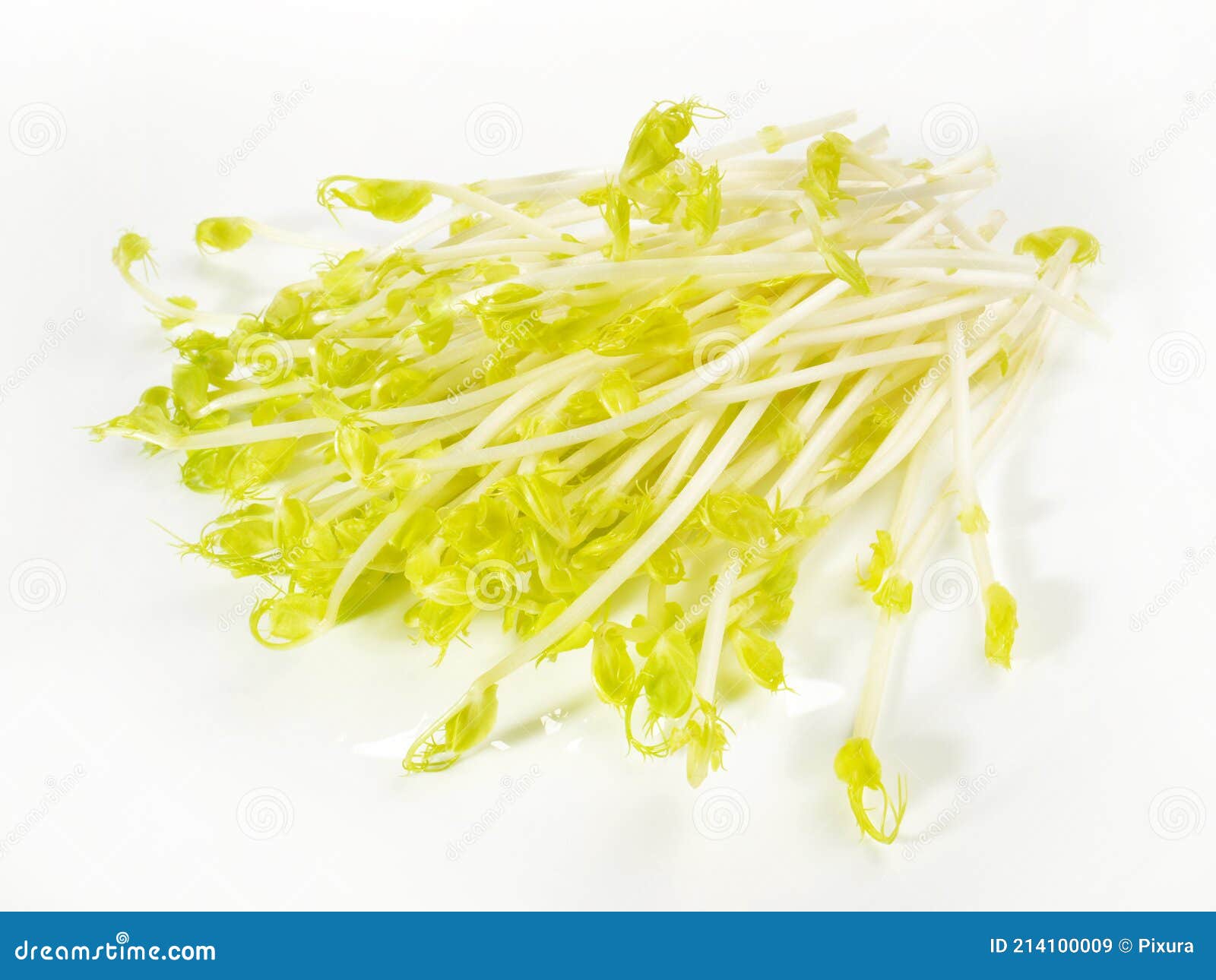 Yellow Pea Sprouts on White Background - Isolated Stock Image - Image ...
