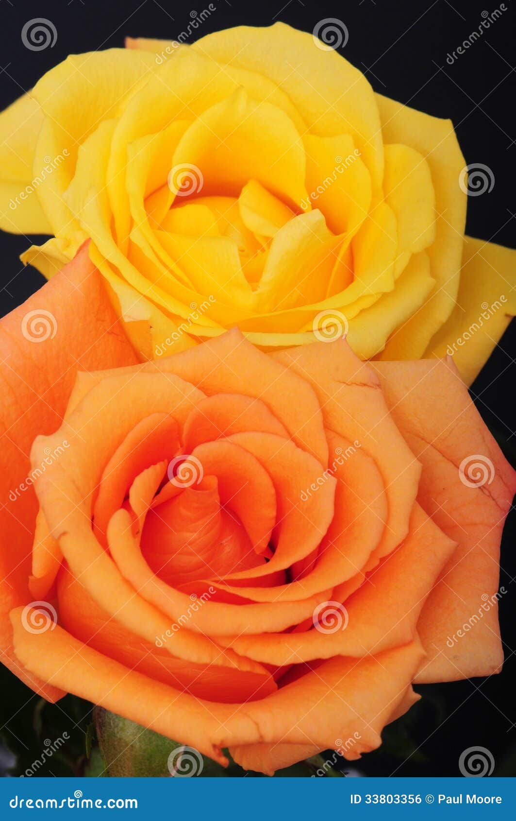 Yellow And Peach Roses