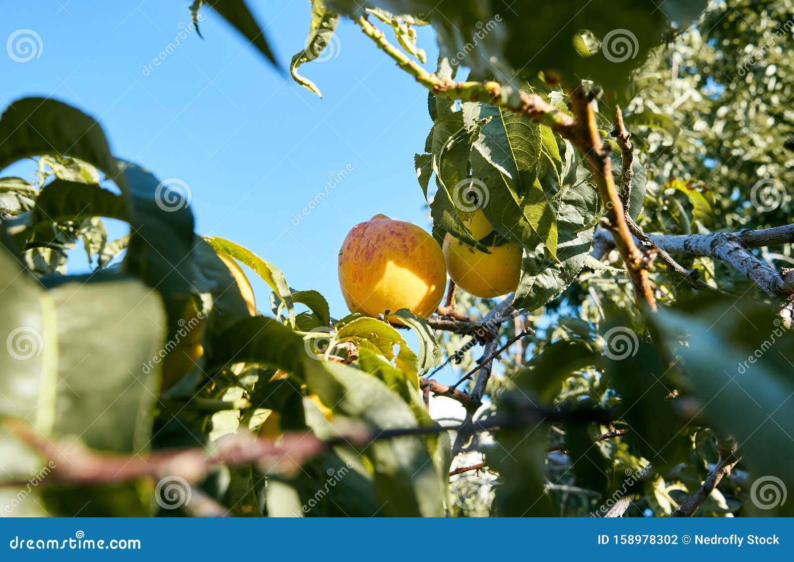Yellow peach on the tree stock photo. Image of horticulture - 158978302