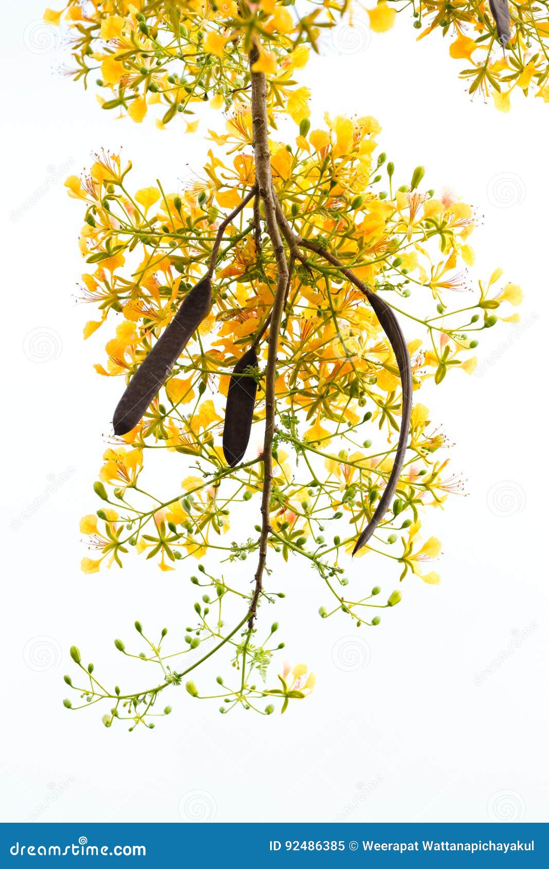 Yellow Peacock Flower Tree, Caesalpinia Pulcherrima F. Flava Stock ...