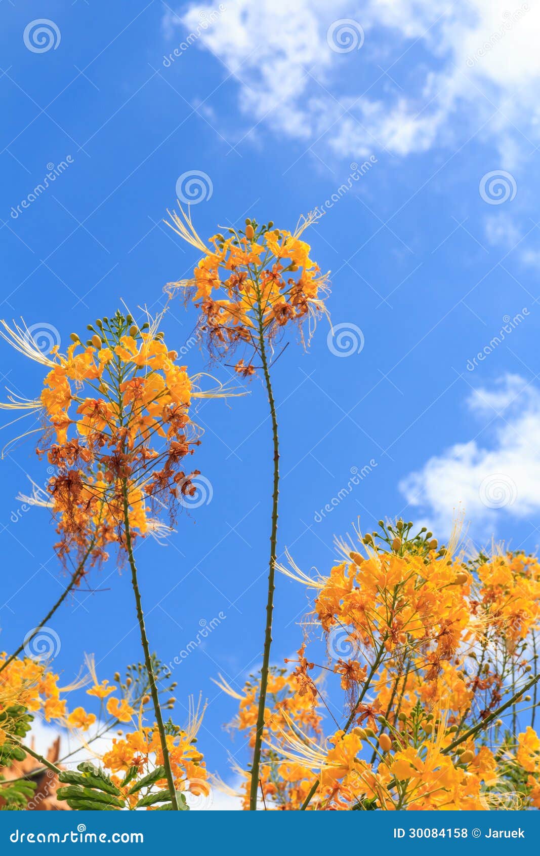 Yellow Peacock Flower Tree, Caesalpinia Pulcherrima F. Flava Stock ...