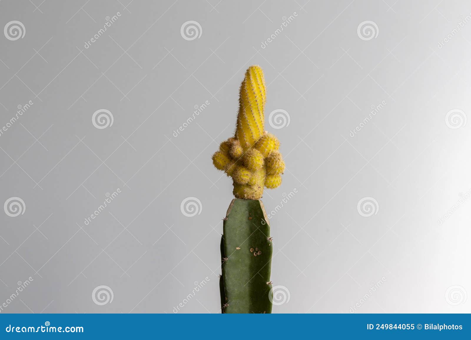 Yellow Peanut Grafted Cactus Head Closeup View Stock Image - Image of ...