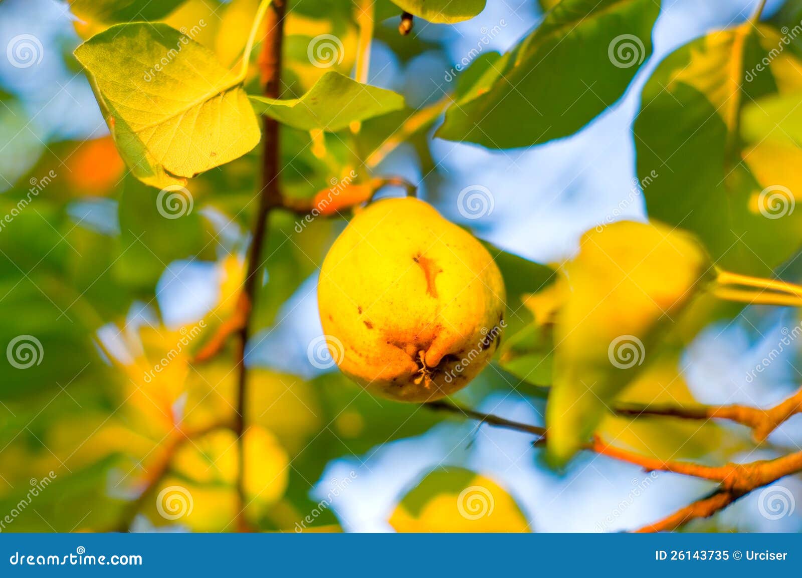 Yellow pear stock image. Image of cultivated, healthy - 26143735