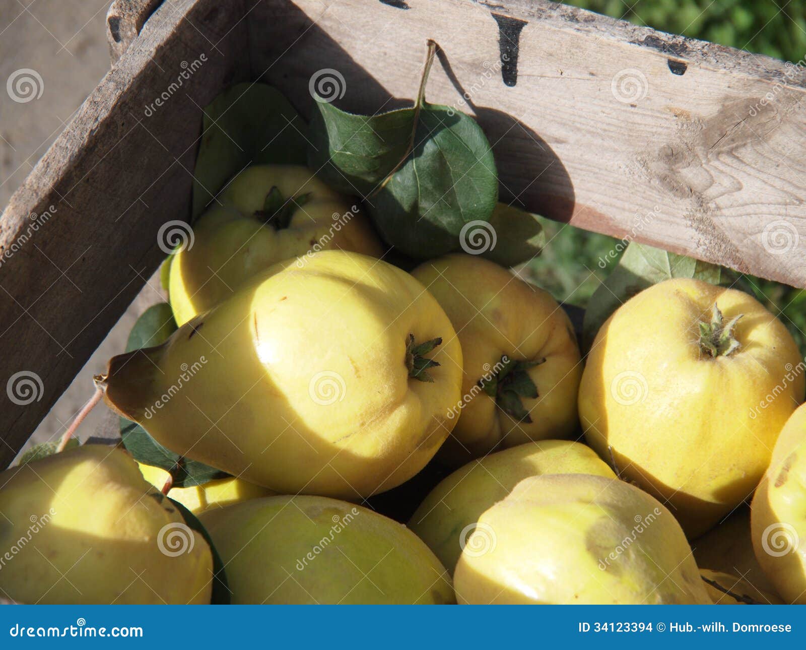 Yellow pear stock photo. Image of autumn, wooden, leaf - 34123394