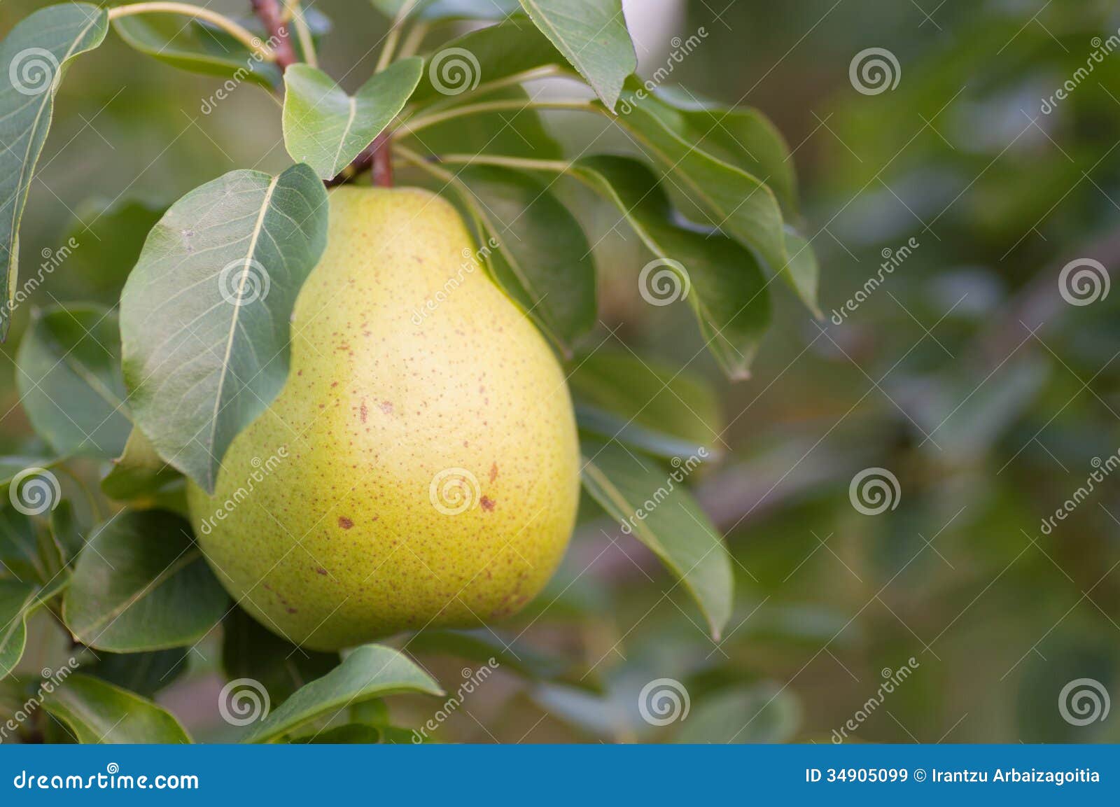 Yellow Pear in the Tree Branch Stock Image - Image of freshness, leaf ...