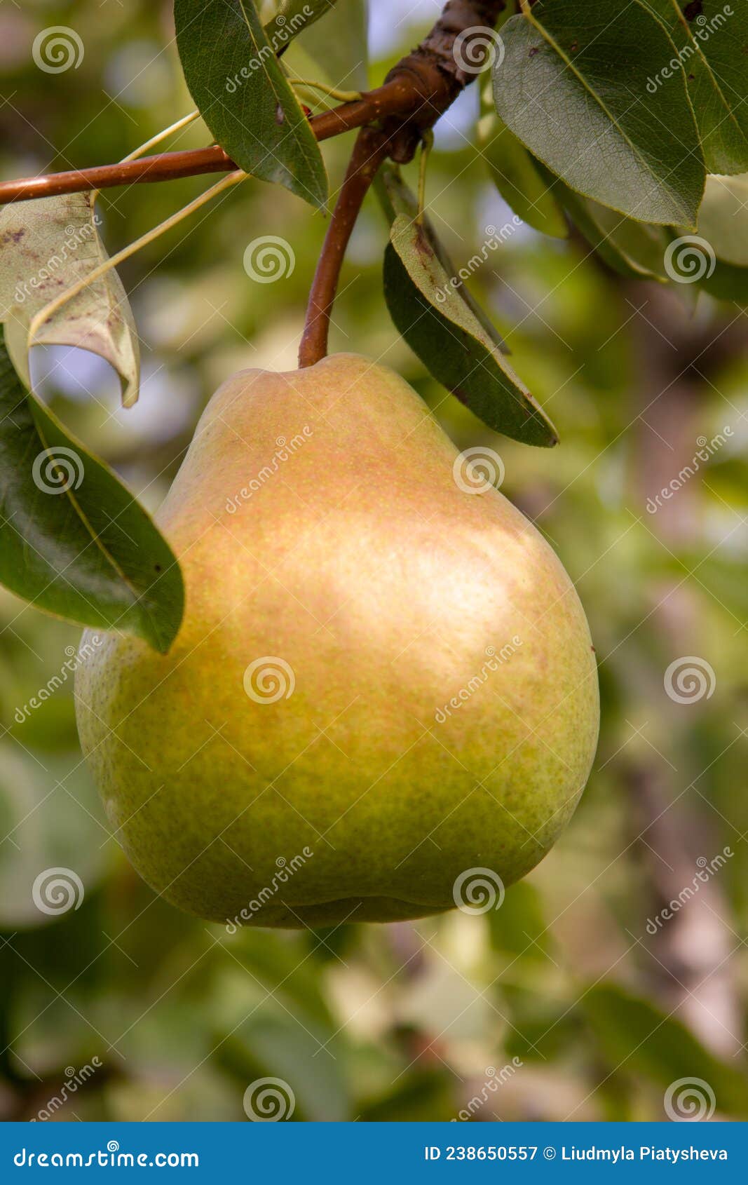 A Yellow Pear on a Tree Branch. Photographed on a Bright Sunny Day ...