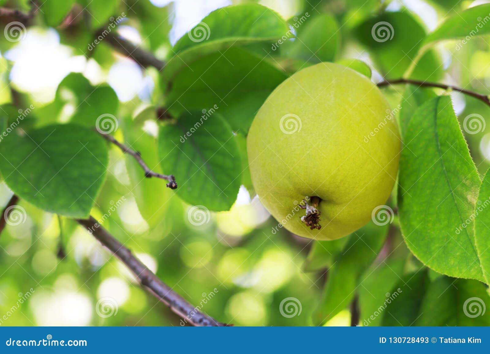 Yellow Pear on a Tree Close-up, Outdoors Stock Image - Image of juicy ...