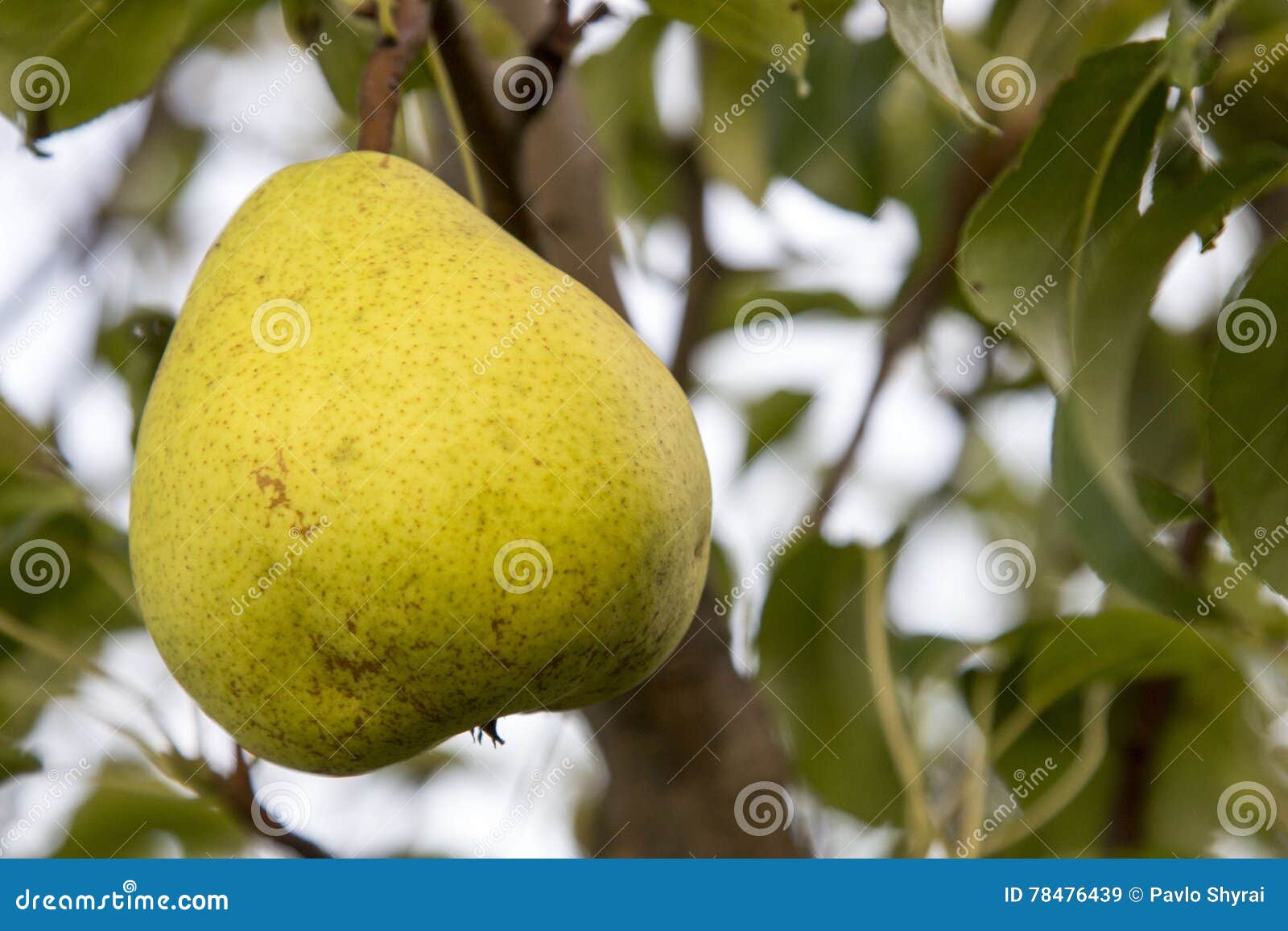 Yellow pear on the tree. stock image. Image of branch - 78476439