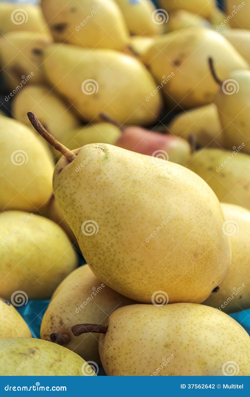 Yellow pears stock photo. Image of crop, fresh, garden - 37562642