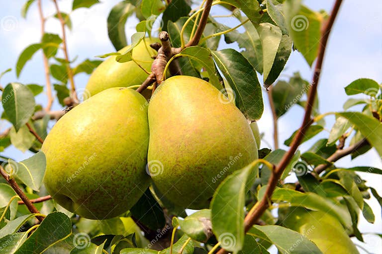 Yellow pears on pear tree stock image. Image of pears - 21001131