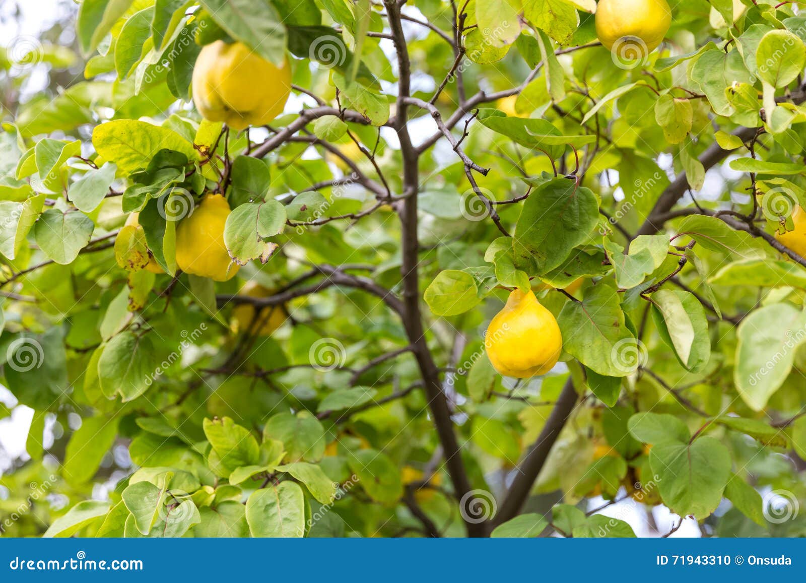 Yellow pears on tree stock photo. Image of leaves, nutrition - 71943310
