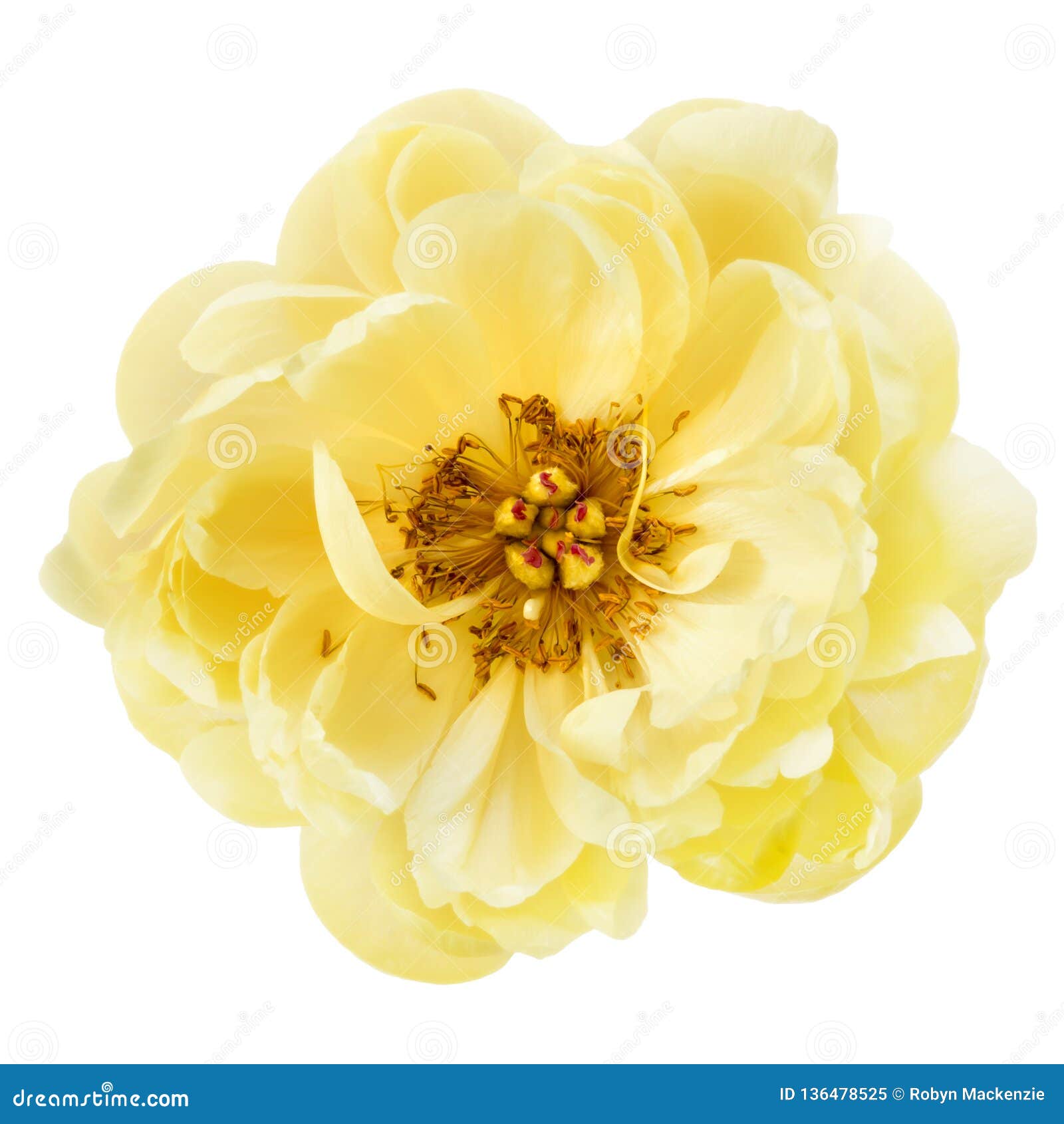Yellow Peony Flower Isolated Top View Stock Image - Image of spring ...