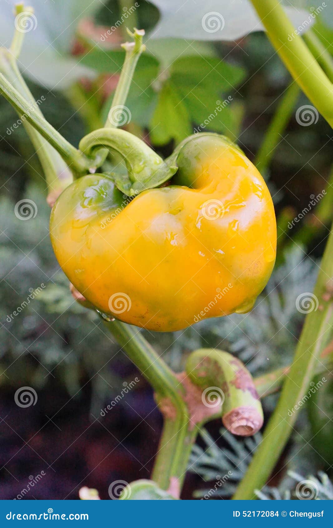 Yellow pepper stock photo. Image of clipping, orange - 52172084