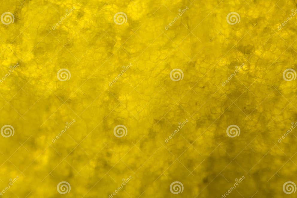Yellow Pepper Under the Microscope Stock Image - Image of graphic, food ...