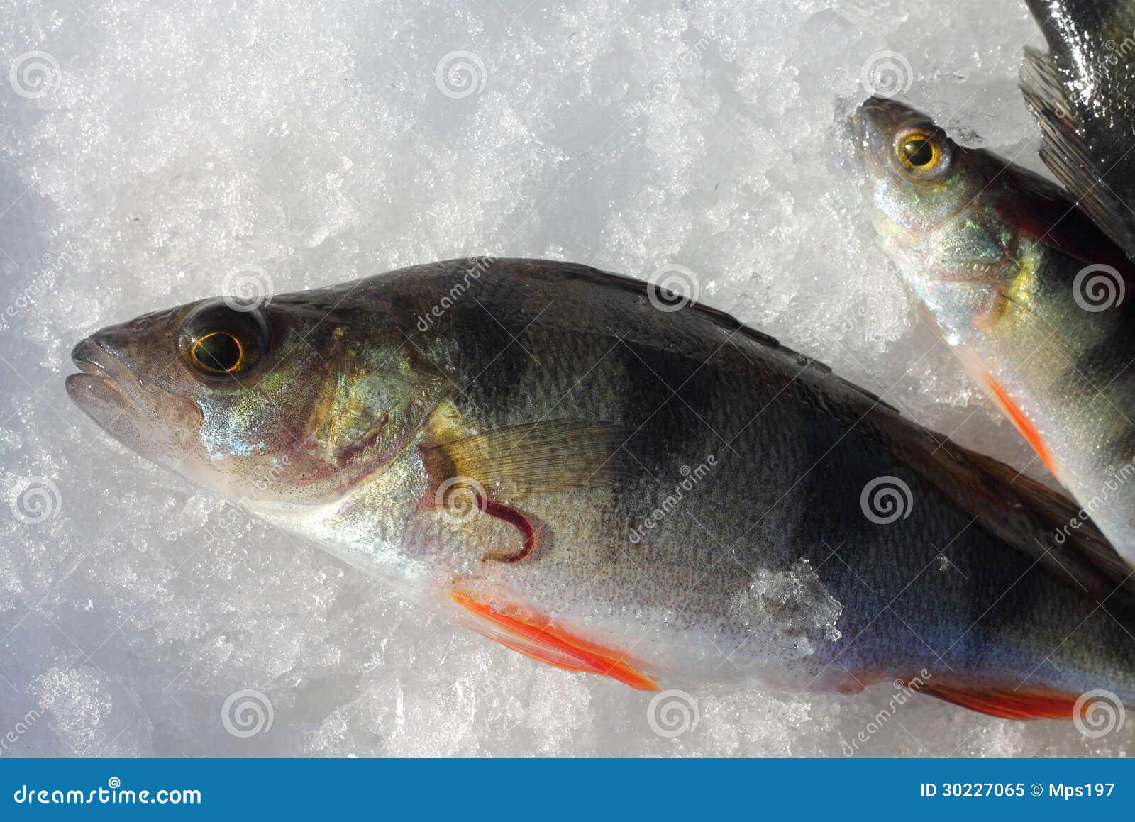 Fish leech on a perch stock image. Image of european - 30227065