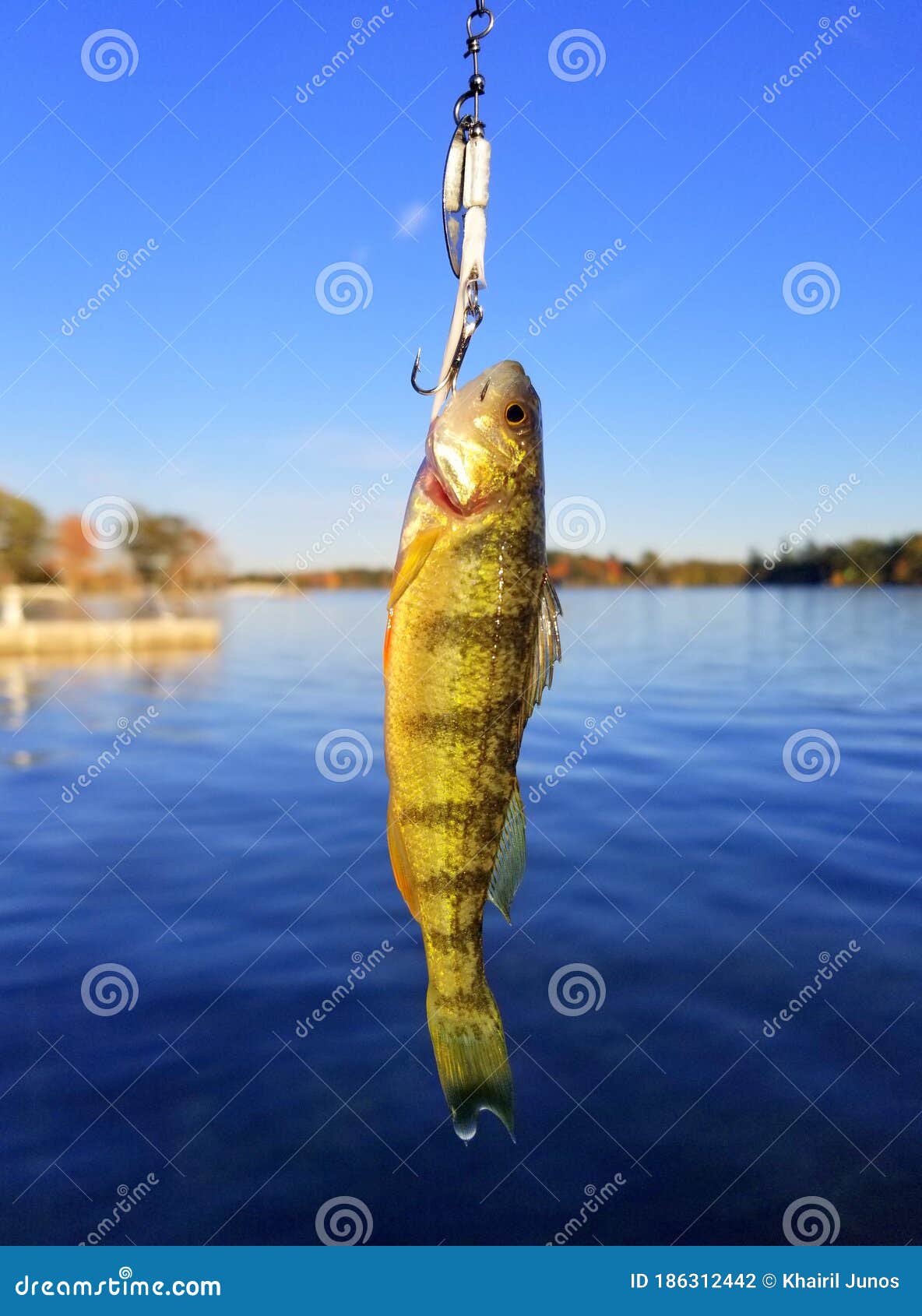 A Yellow Perch on a Silver Fishing Spoon Lure Stock Photo - Image of ...