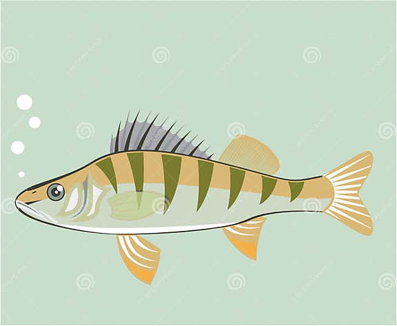 Yellow perch stock vector. Illustration of head, perch - 41540751