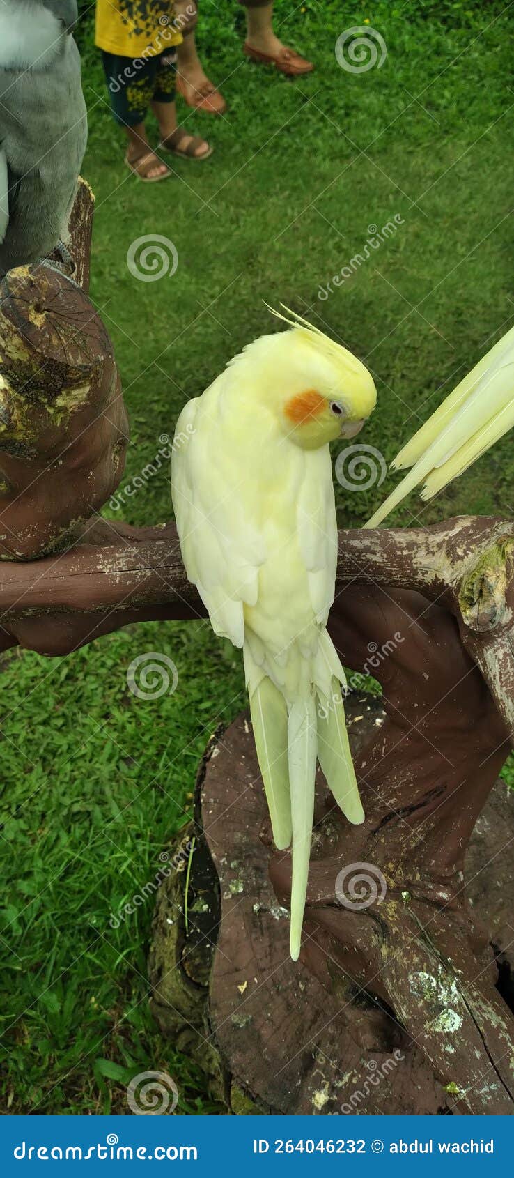 Yellow perrot stock photo. Image of plant, yellow, duck - 264046232