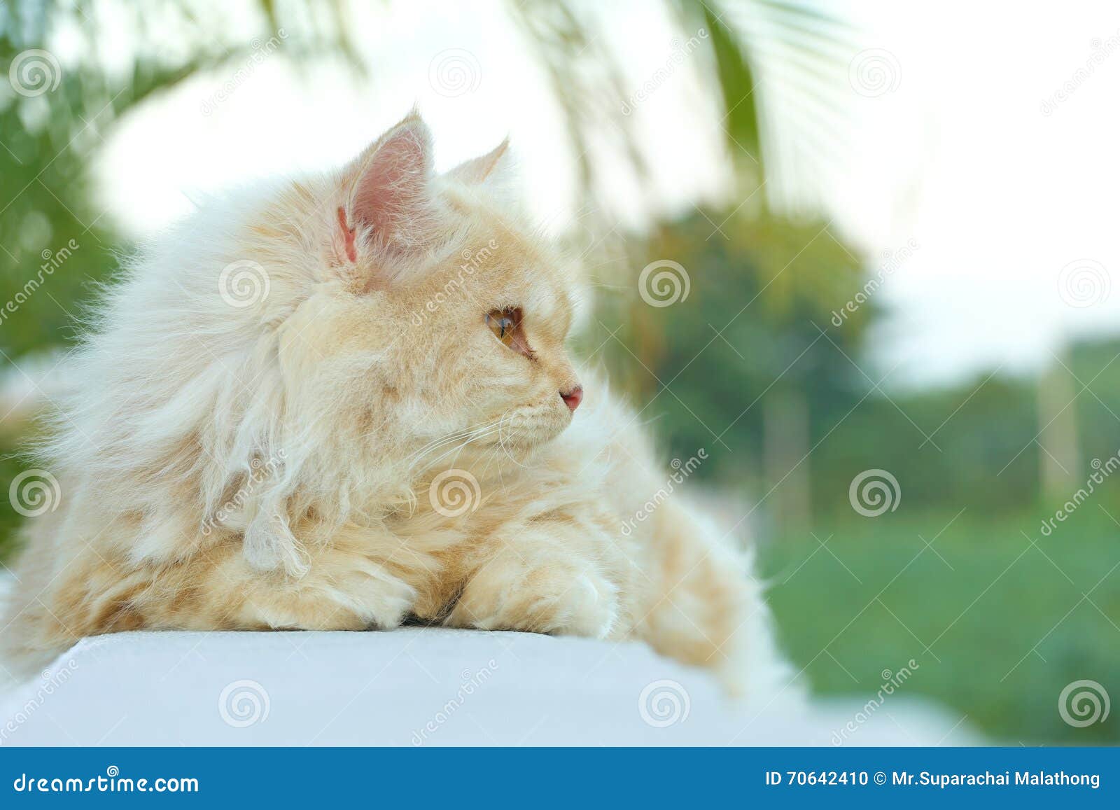 Yellow Persian Cat Crouched on the Balcony. Stock Photo - Image of eyes ...
