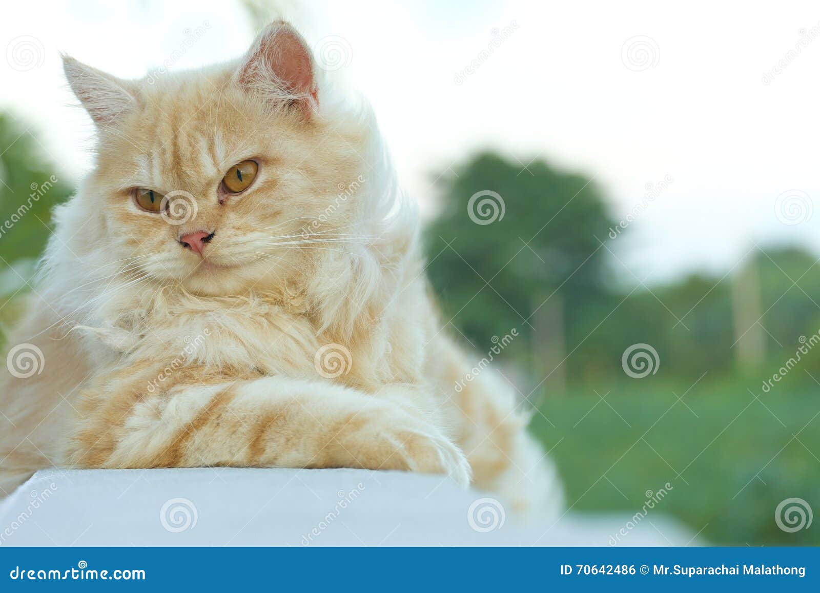 Yellow Persian Cat Crouched on the Balcony. Stock Photo - Image of ...