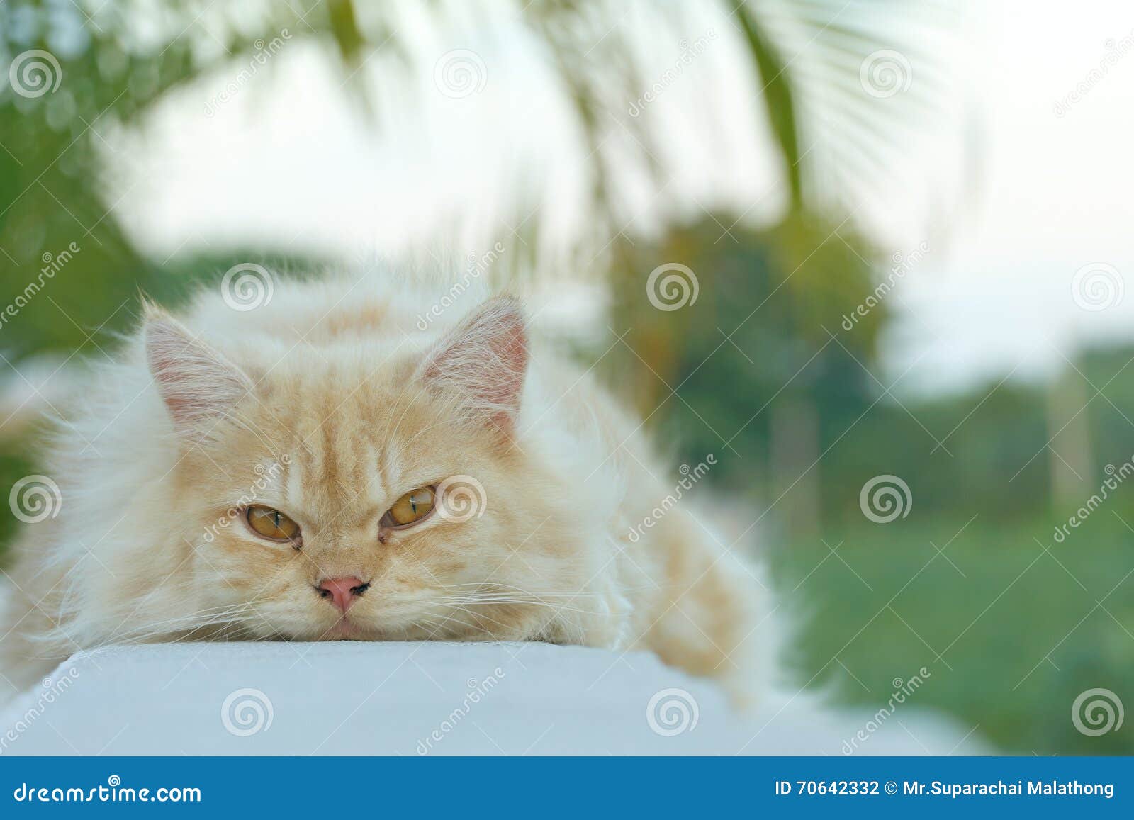 Yellow Persian Cat Crouched on the Balcony. Stock Photo - Image of eyes ...