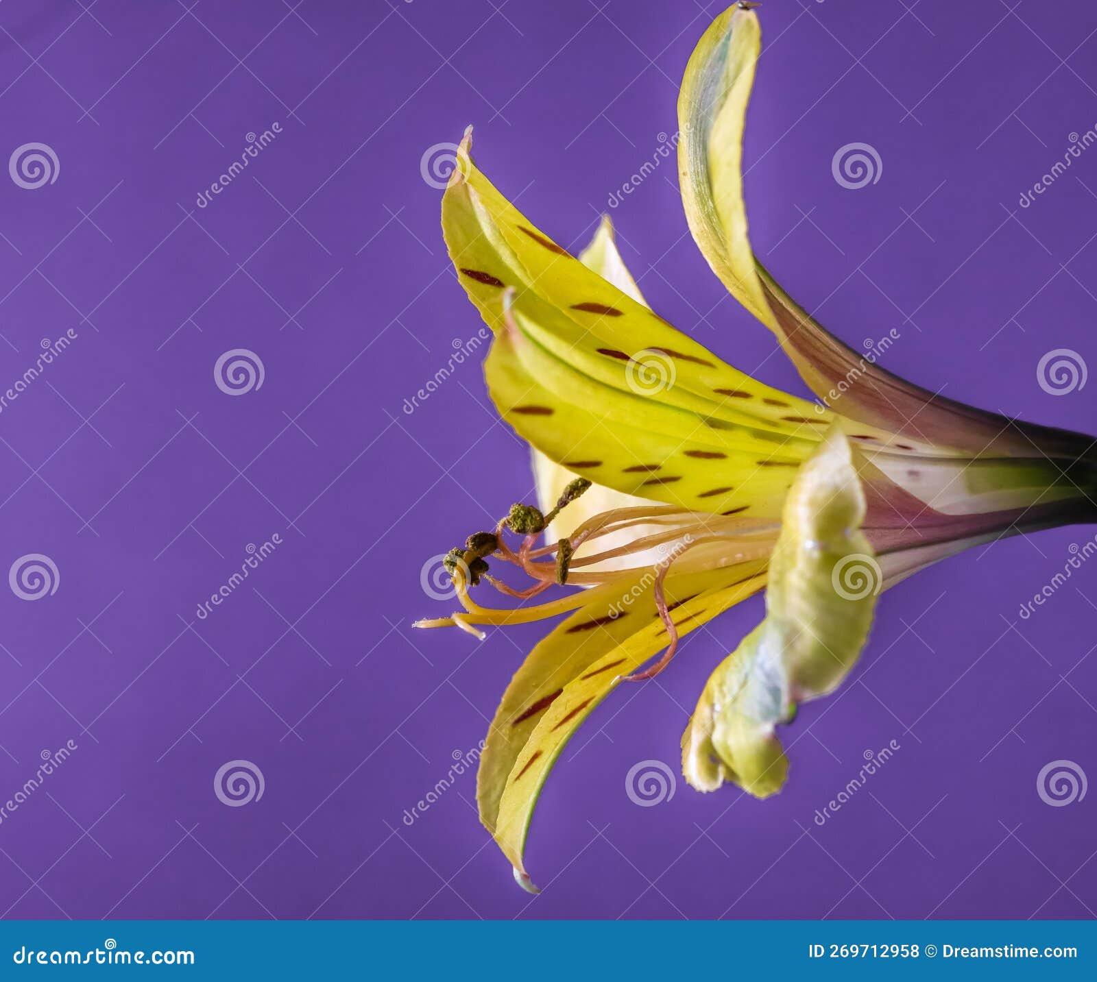Yellow Peruvian Lily, Side View Stock Photo - Image of lily, isolated ...