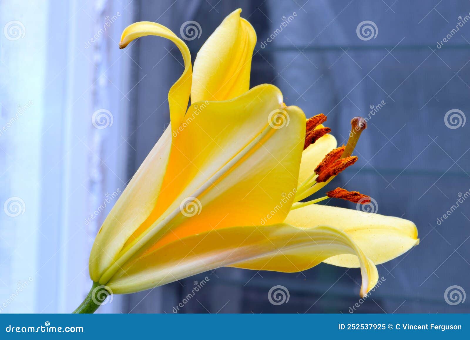 Yellow Petal Easter Lily Profile 01 Stock Image - Image of easter ...