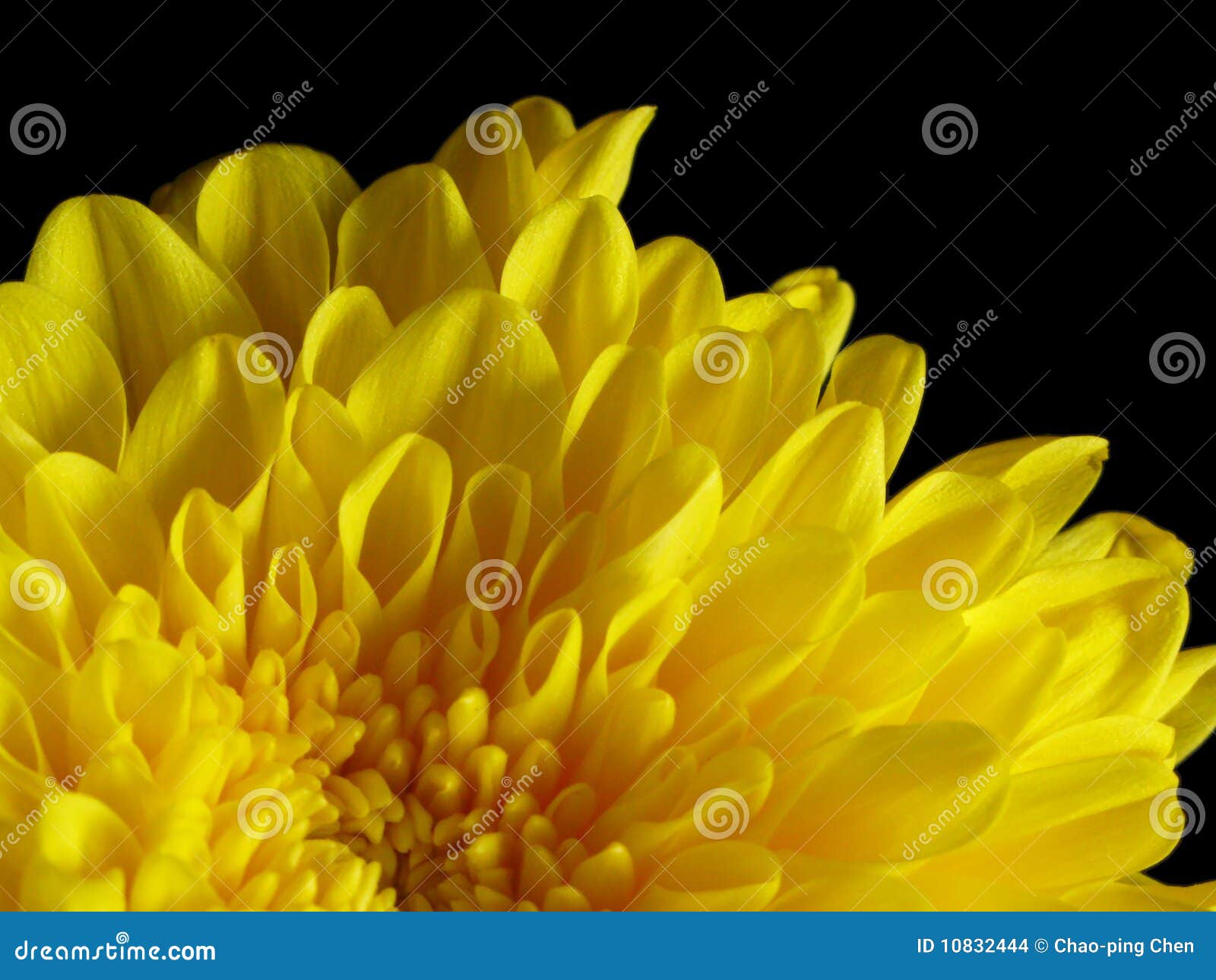 Yellow petals stock photo. Image of flower, chrysanthemum - 10832444