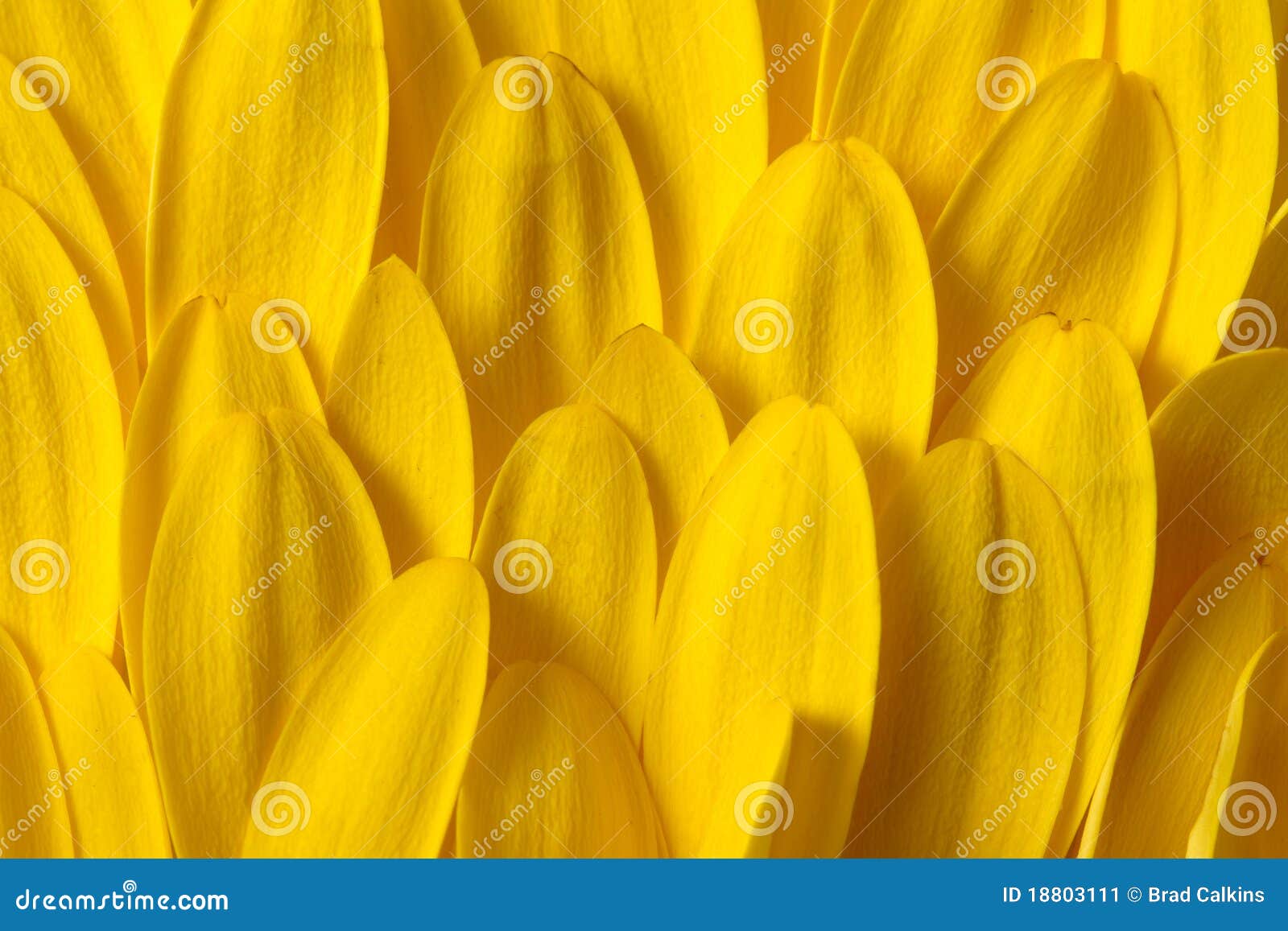 Yellow petals stock image. Image of wabisabi, nature - 18803111