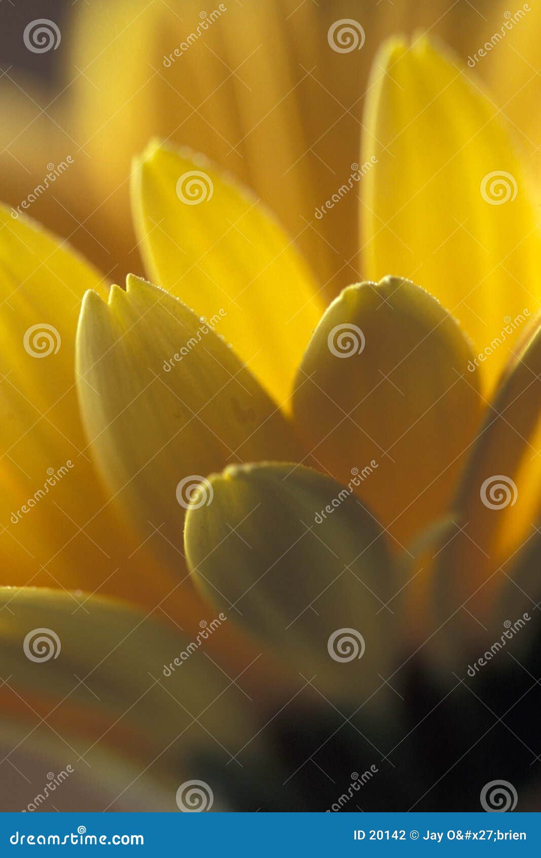 Yellow petals stock photo. Image of spring, daisy, close - 20142