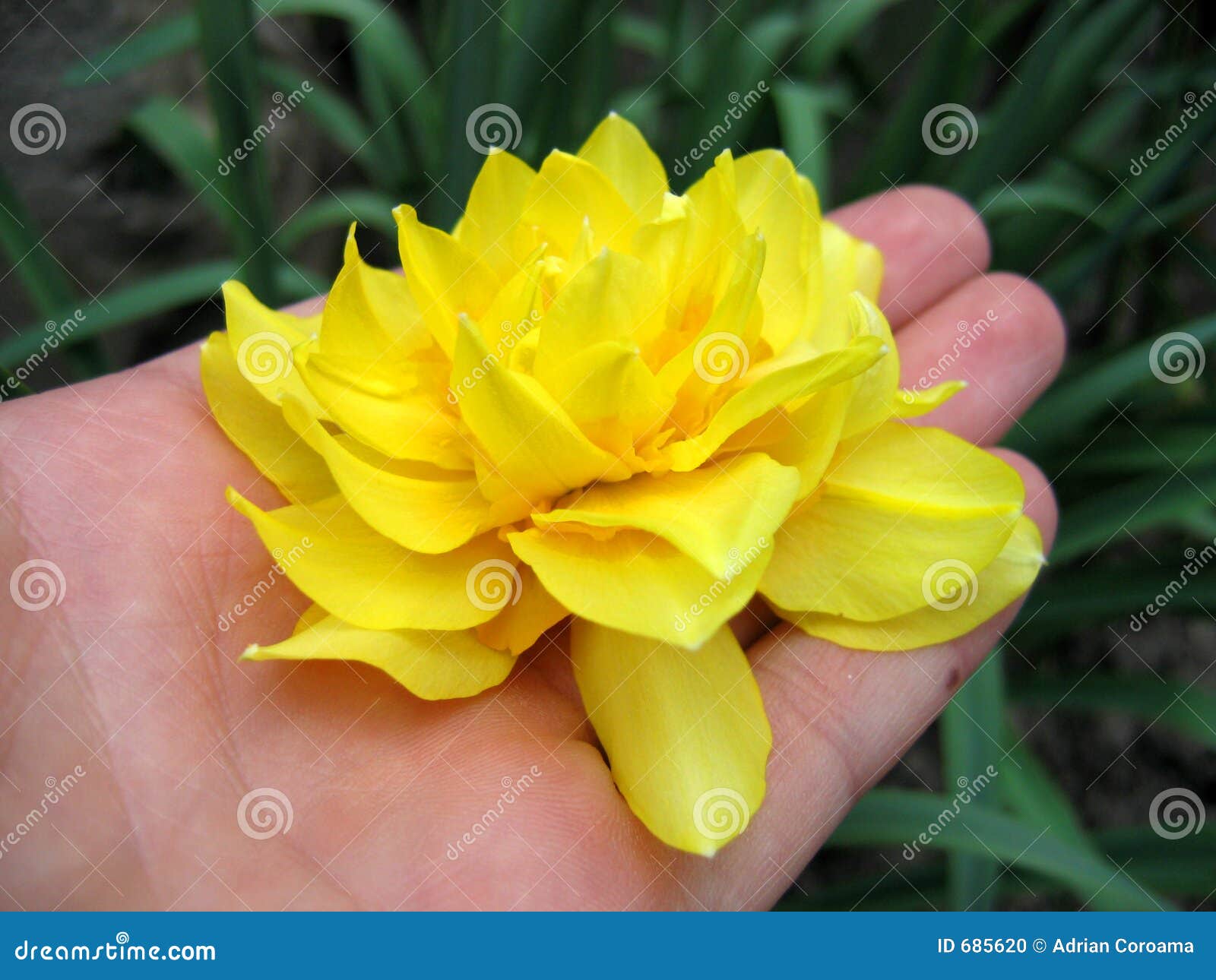 Yellow petals stock photo. Image of petals, gardens, beautiful - 685620