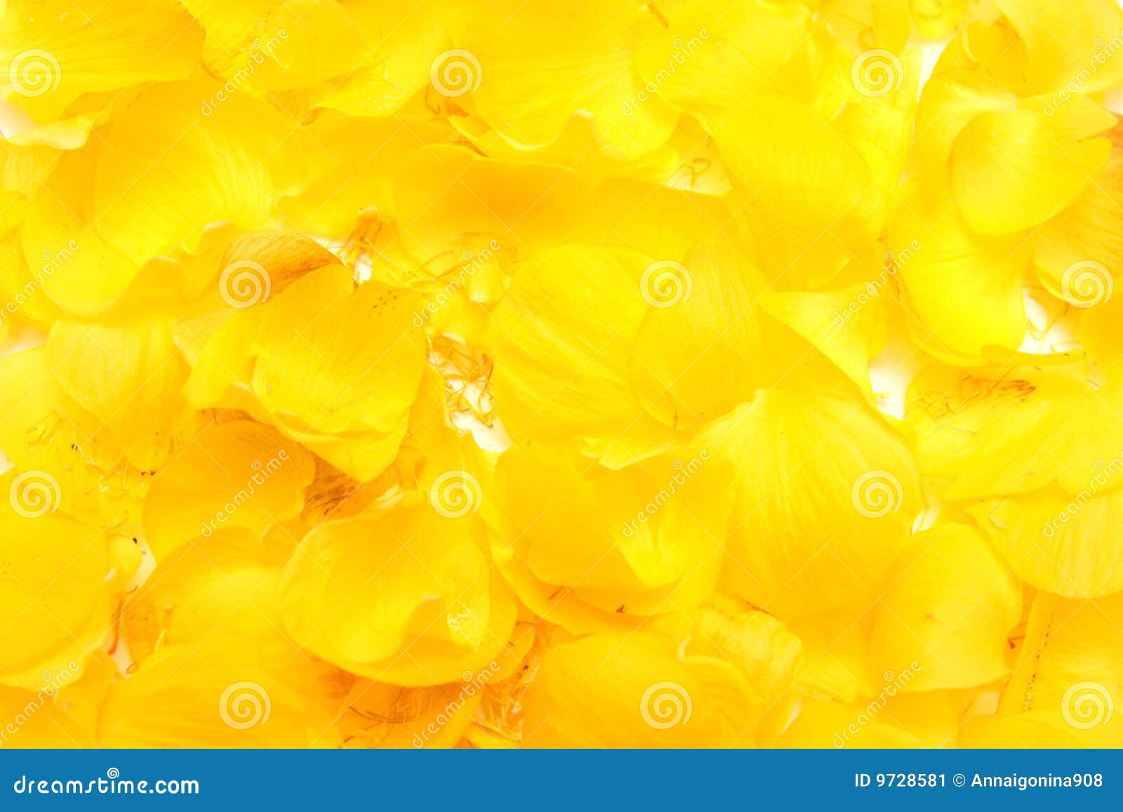 Yellow petals stock image. Image of closeup, bright, natural - 9728581