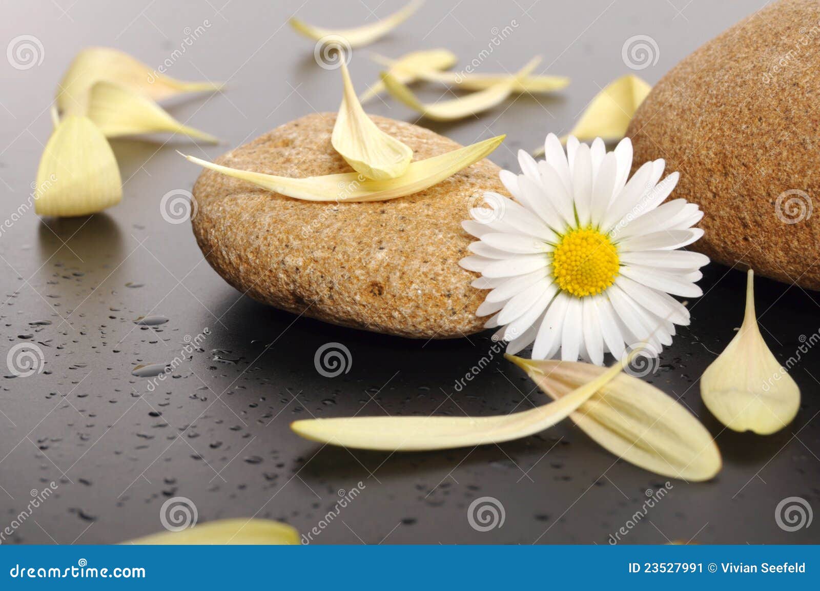 Yellow petals on stones stock image. Image of rock, wellbeing - 23527991