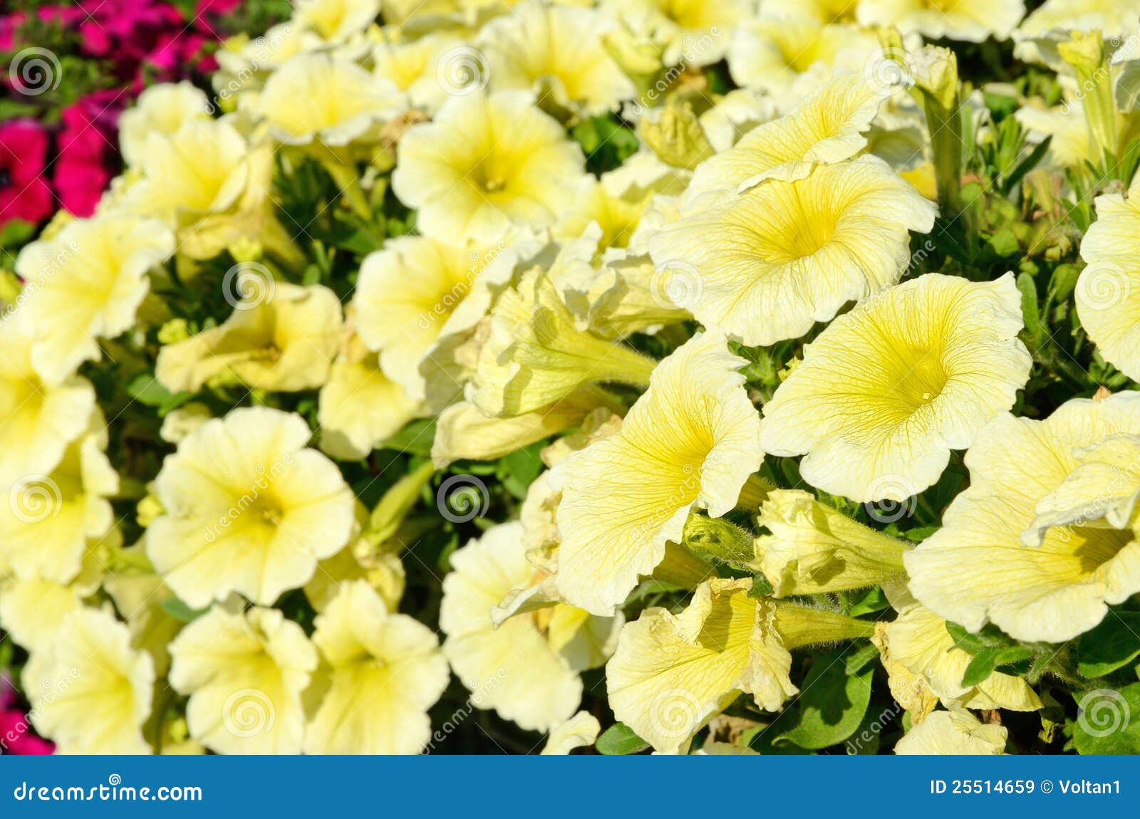 Yellow petunia stock image. Image of development, color - 25514659