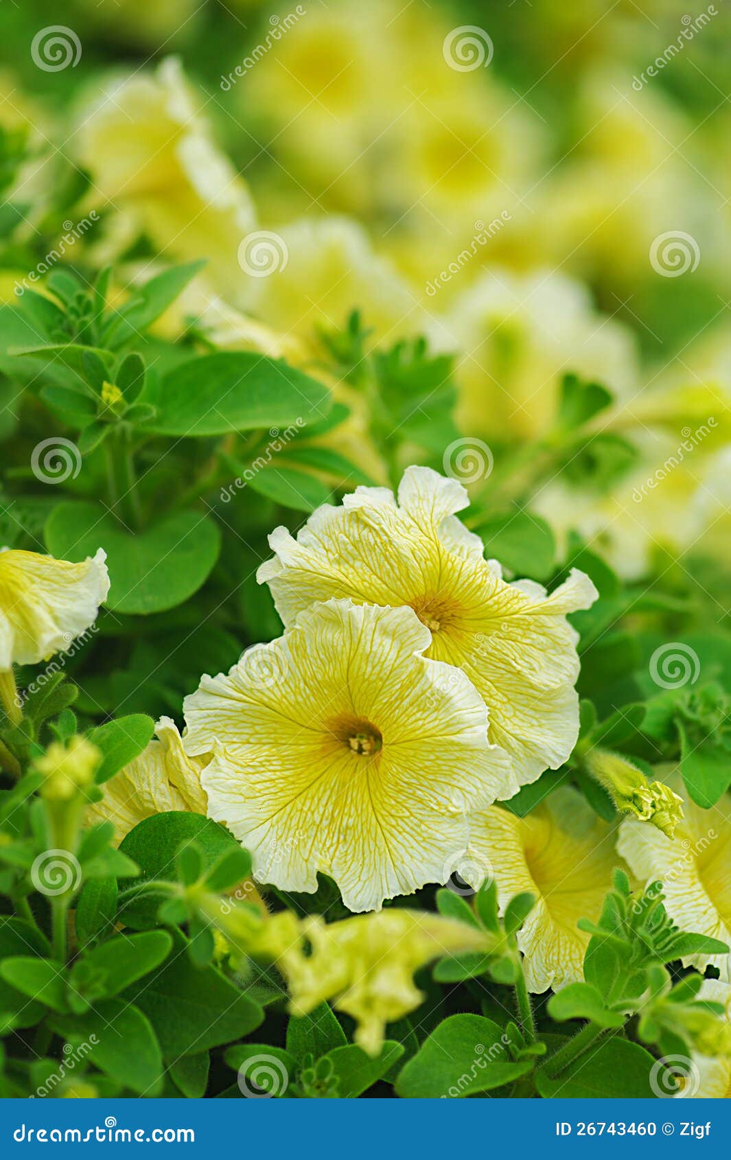 Yellow petunia stock photo. Image of outdoors, grass - 26743460