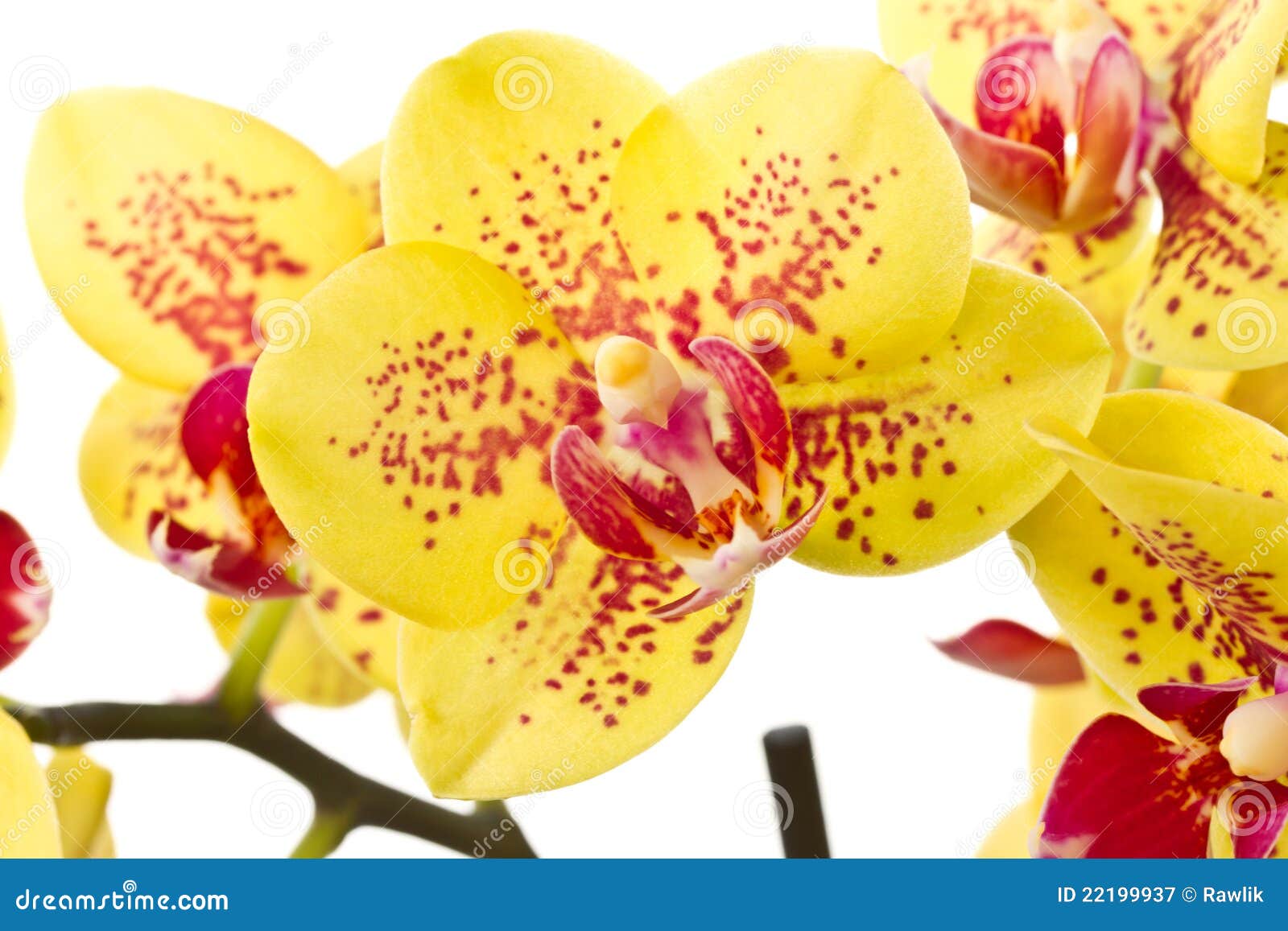Yellow phalaenopsis stock image. Image of exotic, orchid - 22199937