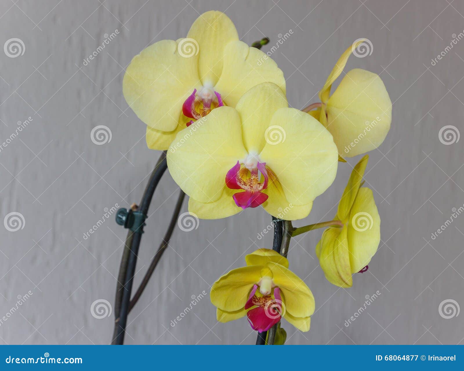 Yellow Phalaenopsis Flowers Stock Image - Image of pink, roseate: 68064877