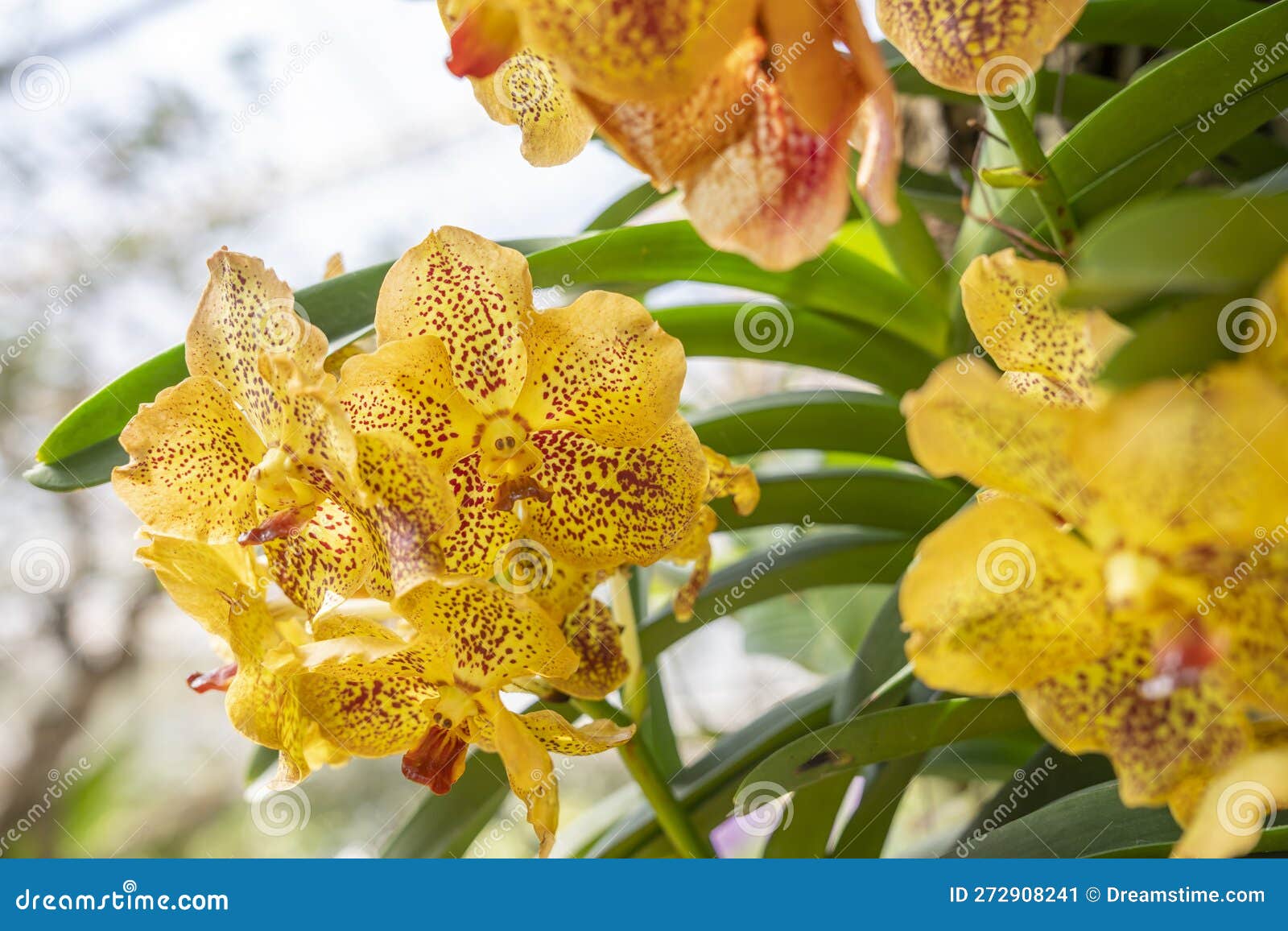 The Yellow Phalaenopsis Orchid in Garden Stock Image - Image of petal ...